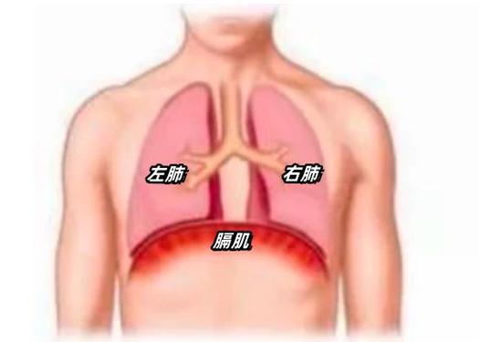 膈肌真人示意图图标