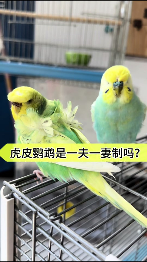 鹦鹉是一夫一妻制吗图标