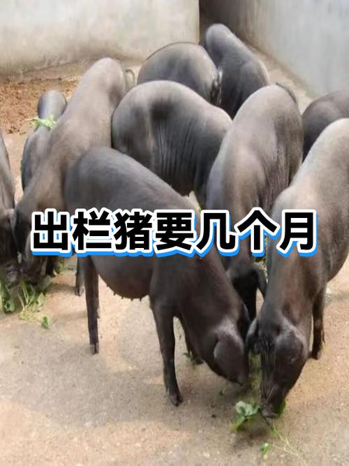 猪出栏一般几个月截图