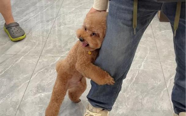 三心两意代表什么动物