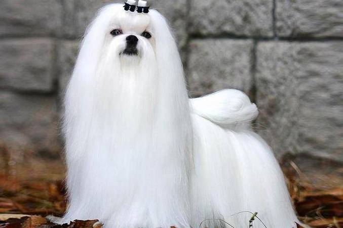 100种小型犬图片图标