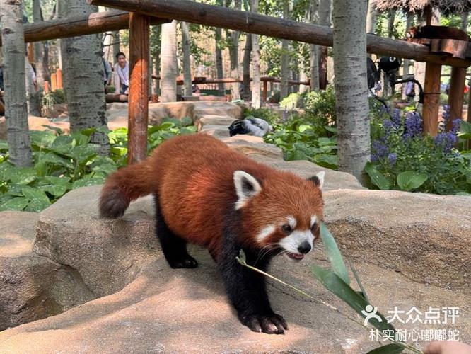熊猫出没平台的东西是真的吗图标