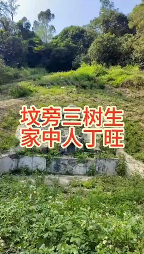 荒山栽什么树最旺图标