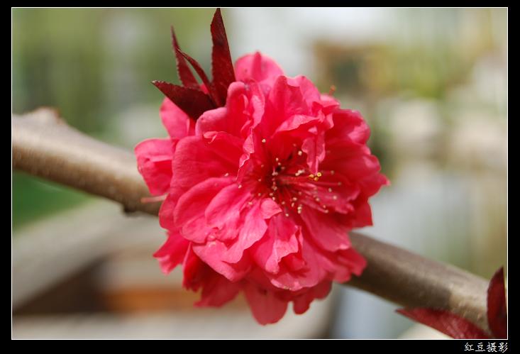 初见桃花图标