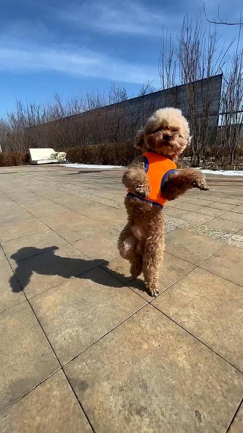 萌狗小视频图标