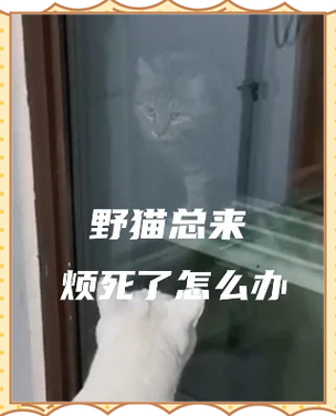 怎样赶走野猫最有效截图