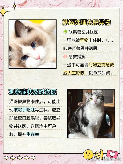 猫咪吃骨头卡住了咋办图标