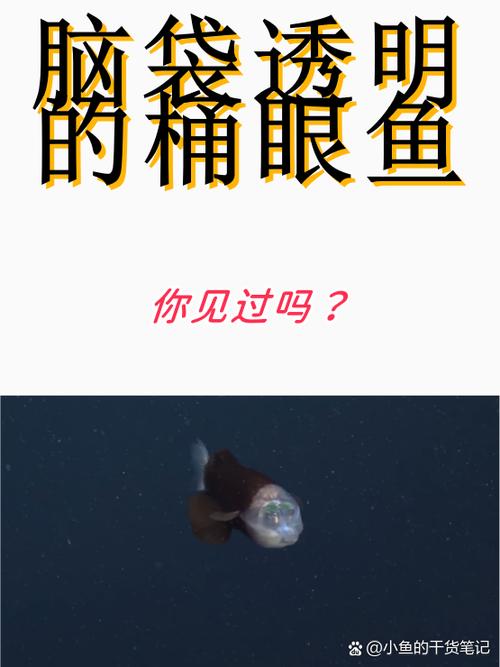 抖音哈哈哈哈的鱼头是哪个图标