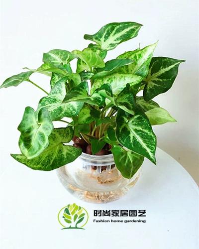 挪威的森林适合什么人看图标