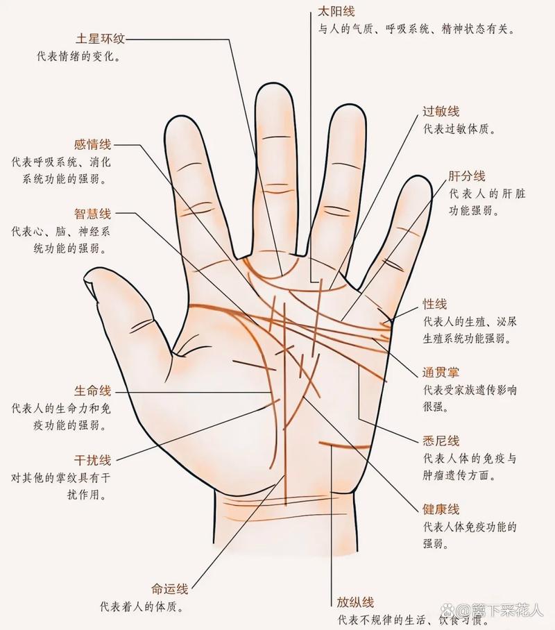 手纹只有三条主线好不好