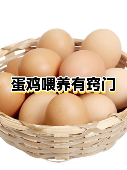 达龙肠素清喂蛋鸡的作用