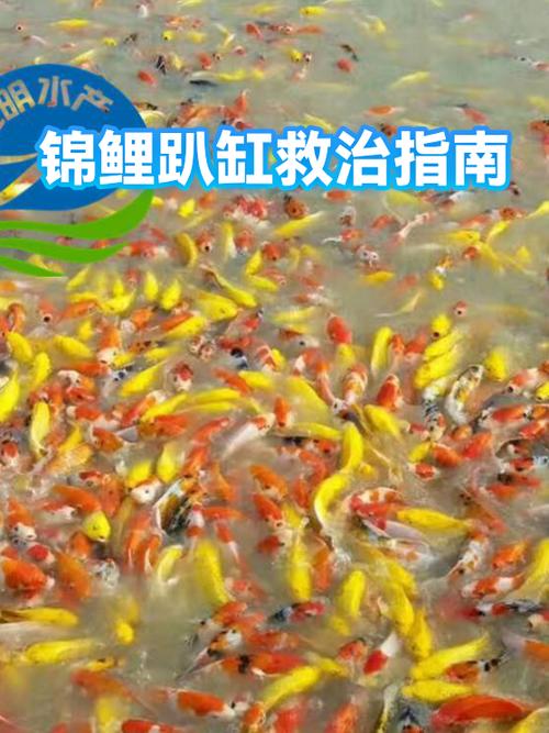 锦鲤趴缸最佳恢复方法截图