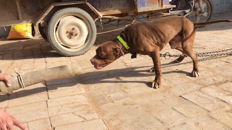 比特犬训练视频大全图标