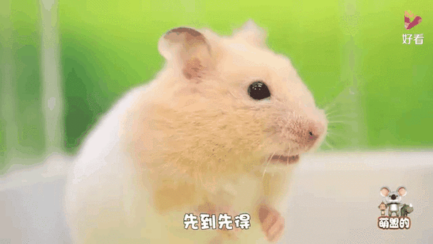 仓鼠丢了会自己回来吗在外面图标