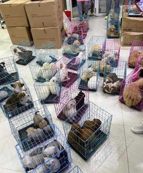 上海最大的猫狗市场地址游戏截图