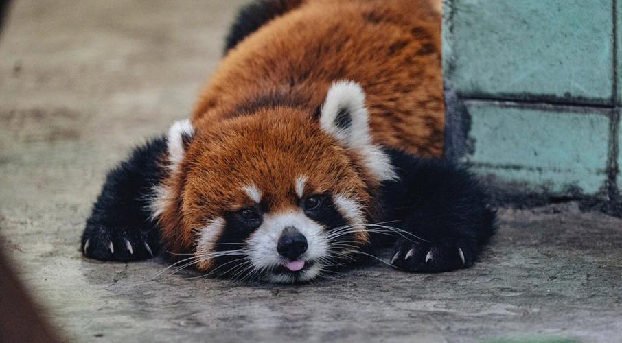 我想养一只熊猫