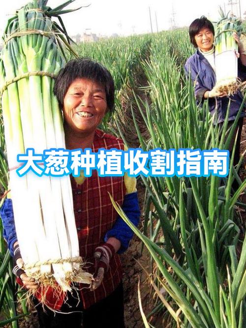 大葱怎么种植方法视频截图