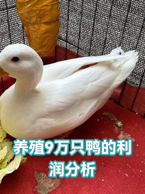 养鸭子100只鸭子多少利润图标