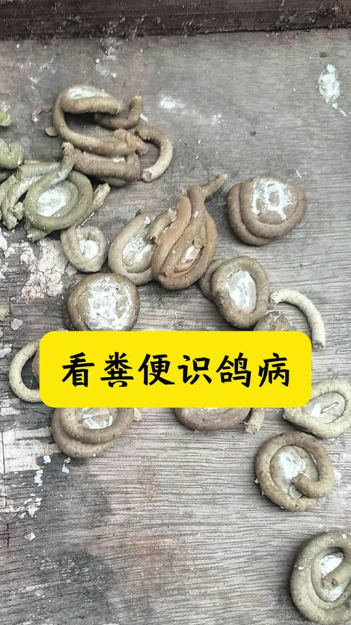 十种常见鸽病图解截图