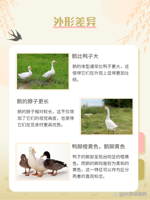 比鹅还大的鸭子图标