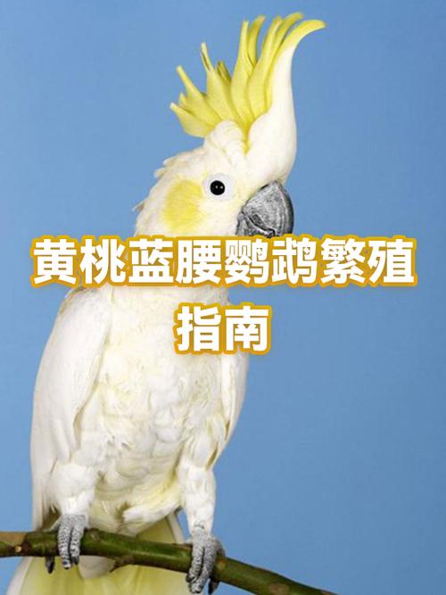 鹦鹉几个月下蛋图标