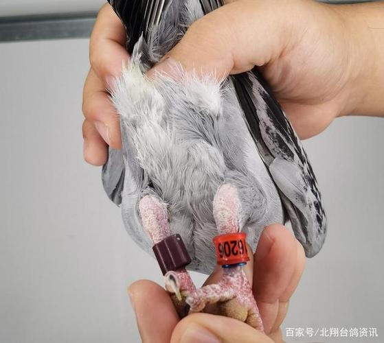 台鸽最贵三个品种图标