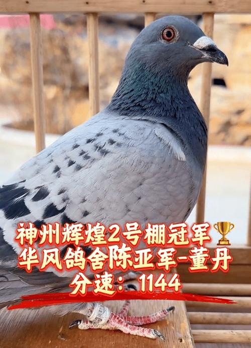 赛鸽名家视频图标