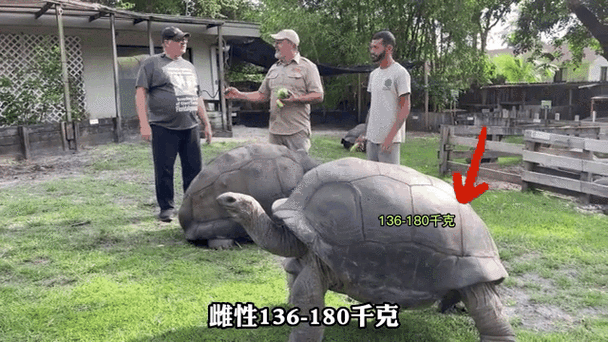 世界第一大陆龟图标