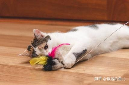 猫躲起来了怎么引出来