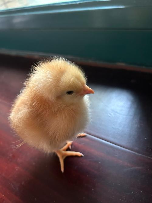 小鸡吃啥图标