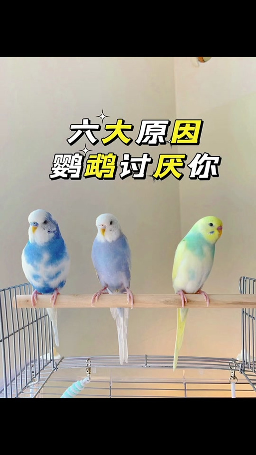 晚上开灯会对鹦鹉有影响吗图标
