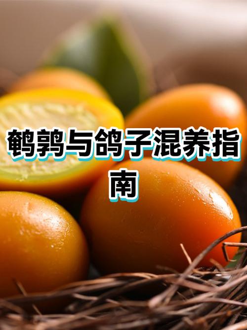 鸽子和鹌鹑哪个更补图标