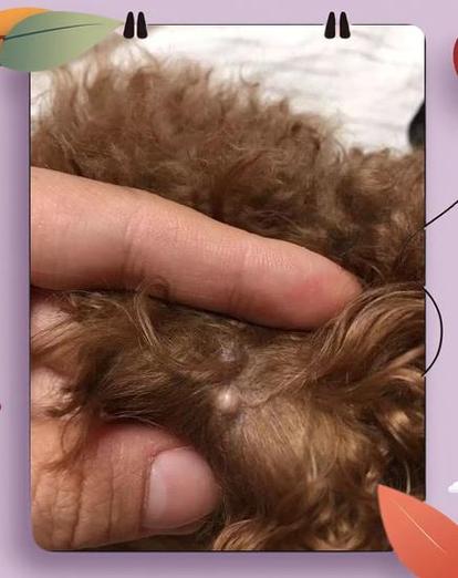 泰迪狗脚上长疙瘩图片图标
