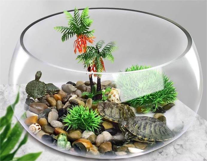 海龟可以私人养殖吗图标