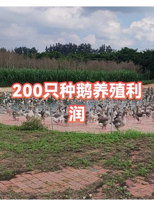 养殖鹅一只鹅的利润一年多少图标