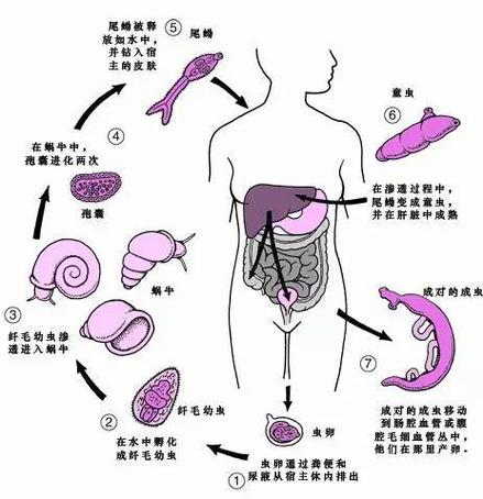 寄生虫生存图标
