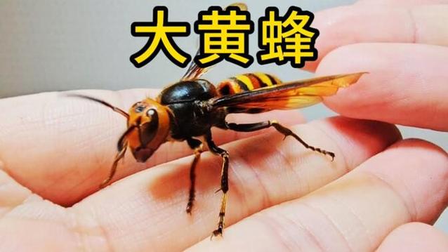 小黄蜂视频app官方版下载图标
