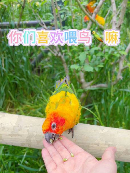鹦鹉喂食小鹦鹉视频图标