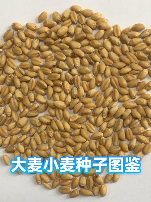 大麦和小麦的区别图标