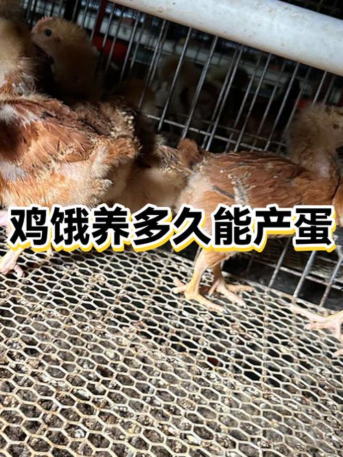 鸡一般能饿多久图标
