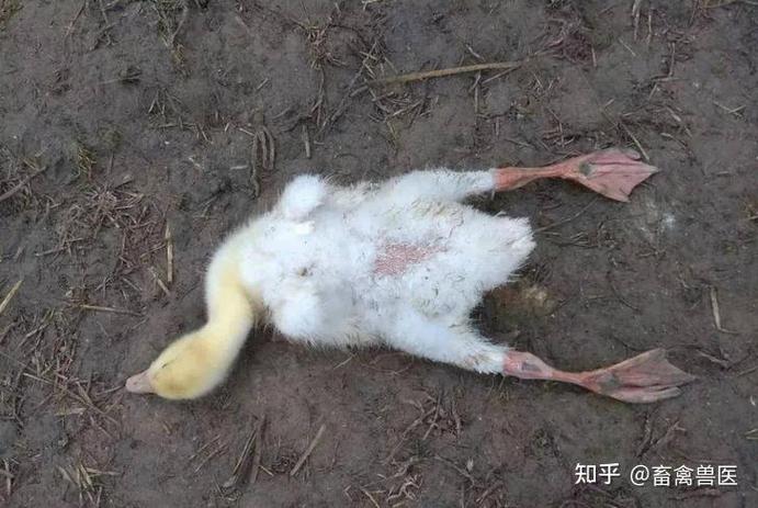 鸭子生病了吃什么药好得快图标