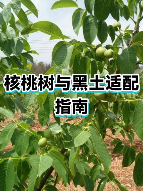 核桃树可以和什么果树种一起图标