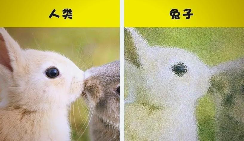 兔子眼中的世界截图
