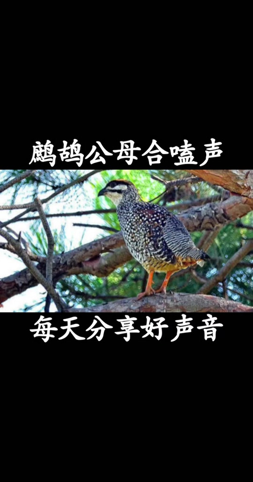 云南鹧鸪公鸟叫最大的声音图标