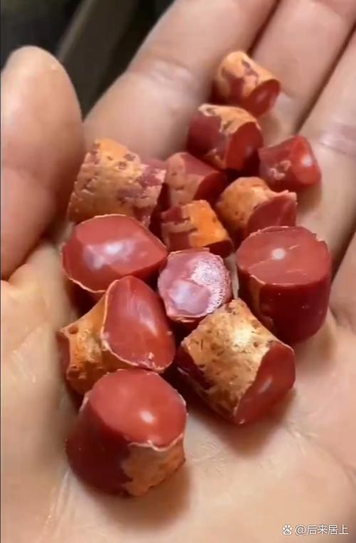 刚挖的珊瑚怎么处理截图