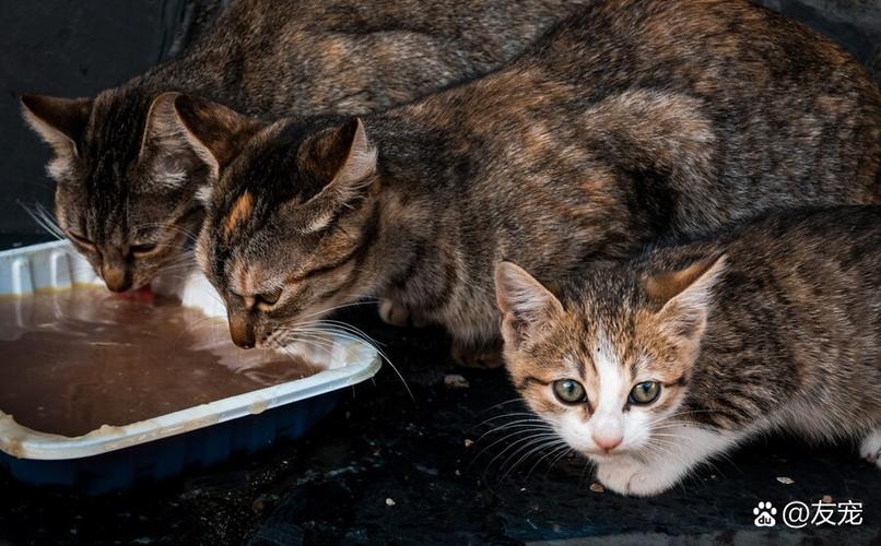 捡流浪猫回家有忌讳吗图标