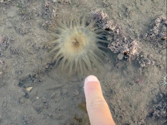 海边常见的海葵图标
