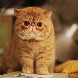 加菲猫小猫图标