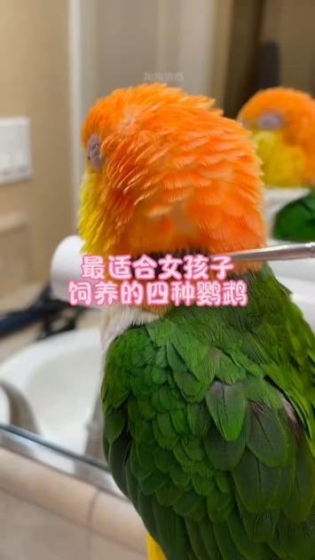 四种鹦鹉图标