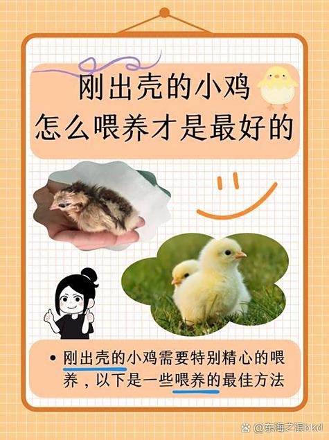 怎么养活小鸡图标